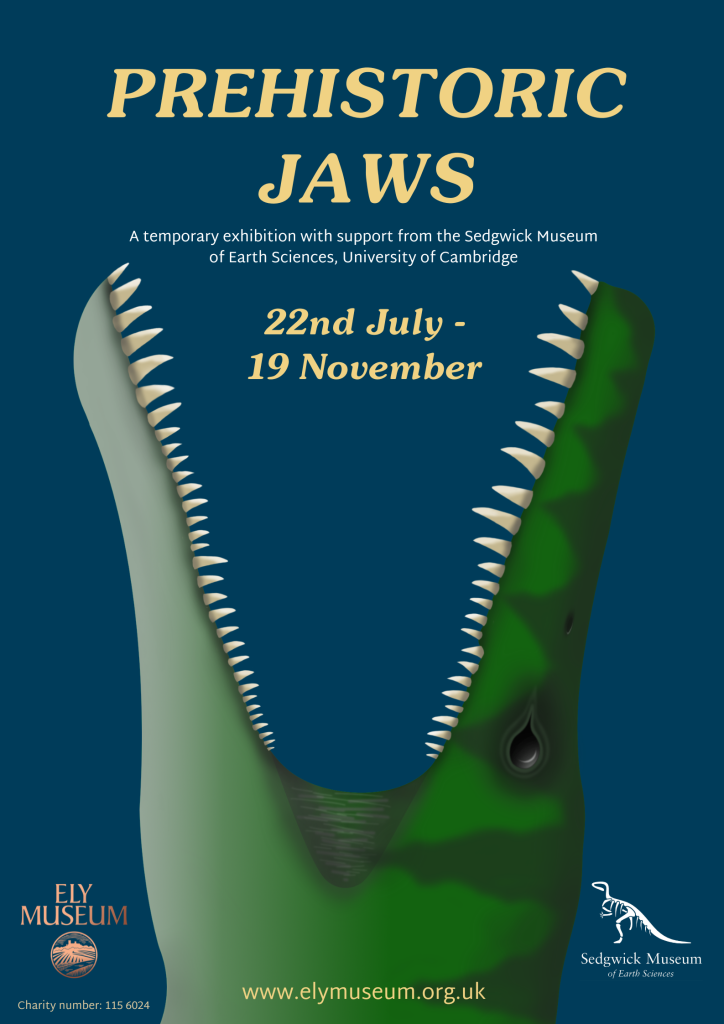 Prehistoric Jaws - Ely Museum