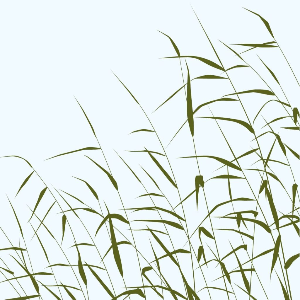 Inspired By Nature Workshops - Ely Museum